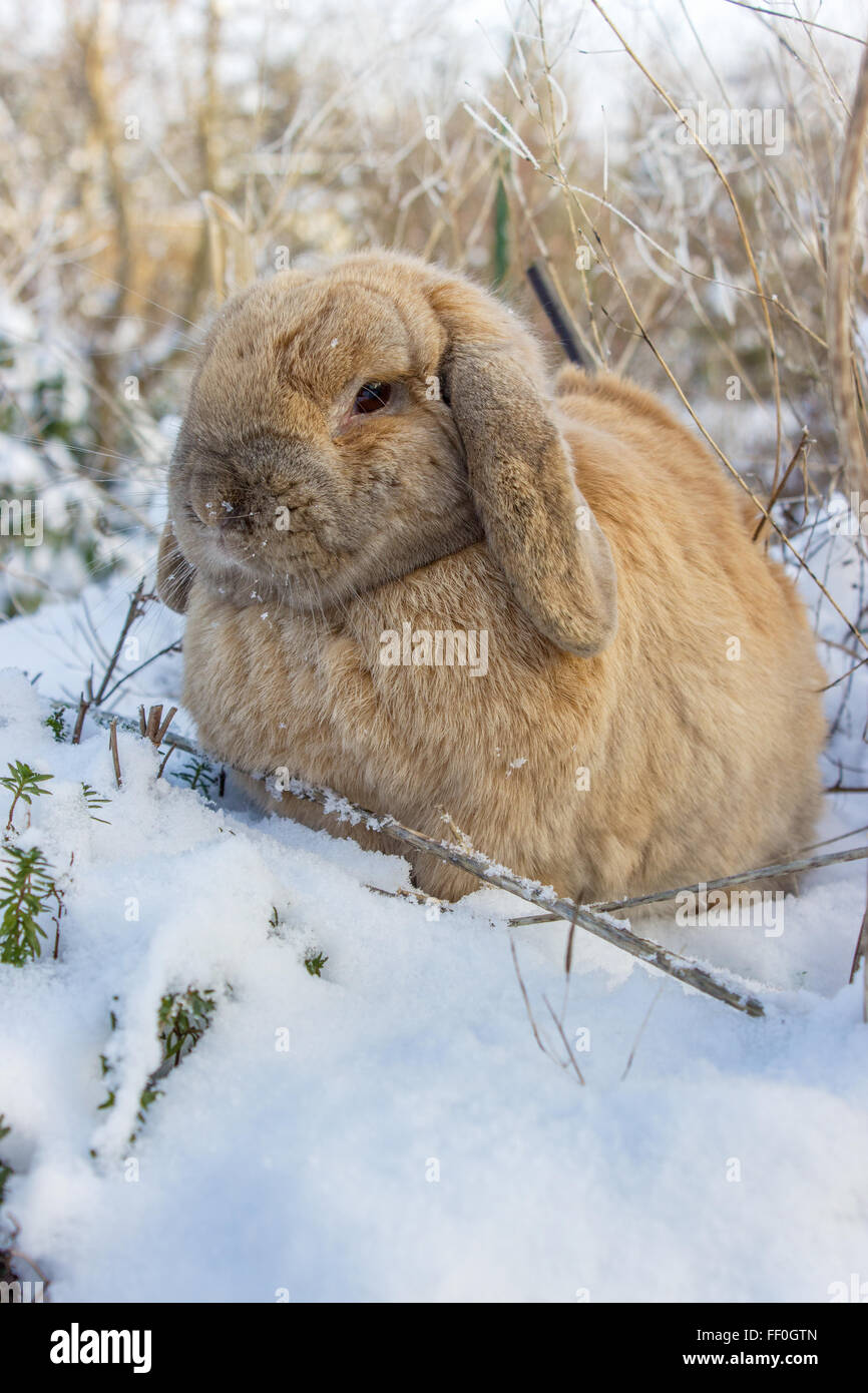 A brown dwarf rabbits in snowy garden Stock Photo - Alamy