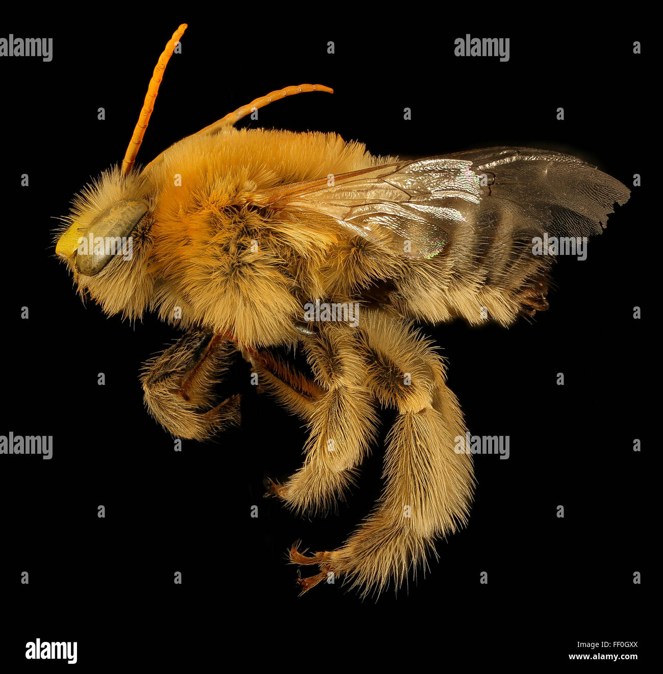 Martinapis luteicornis is an elegant desert bee species captured in ...