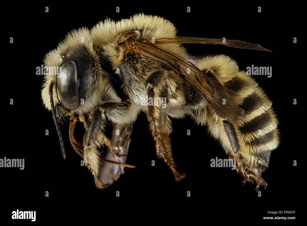 This side view photograph shows a male *Hoplitis tigrina* bee from the ...