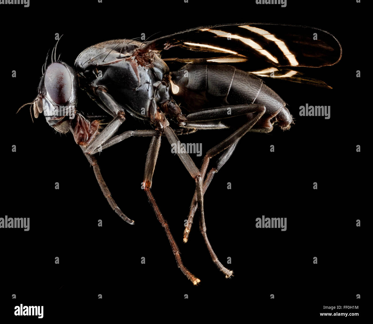 This side profile of a female Tritoxa flexa, also known as the picture ...