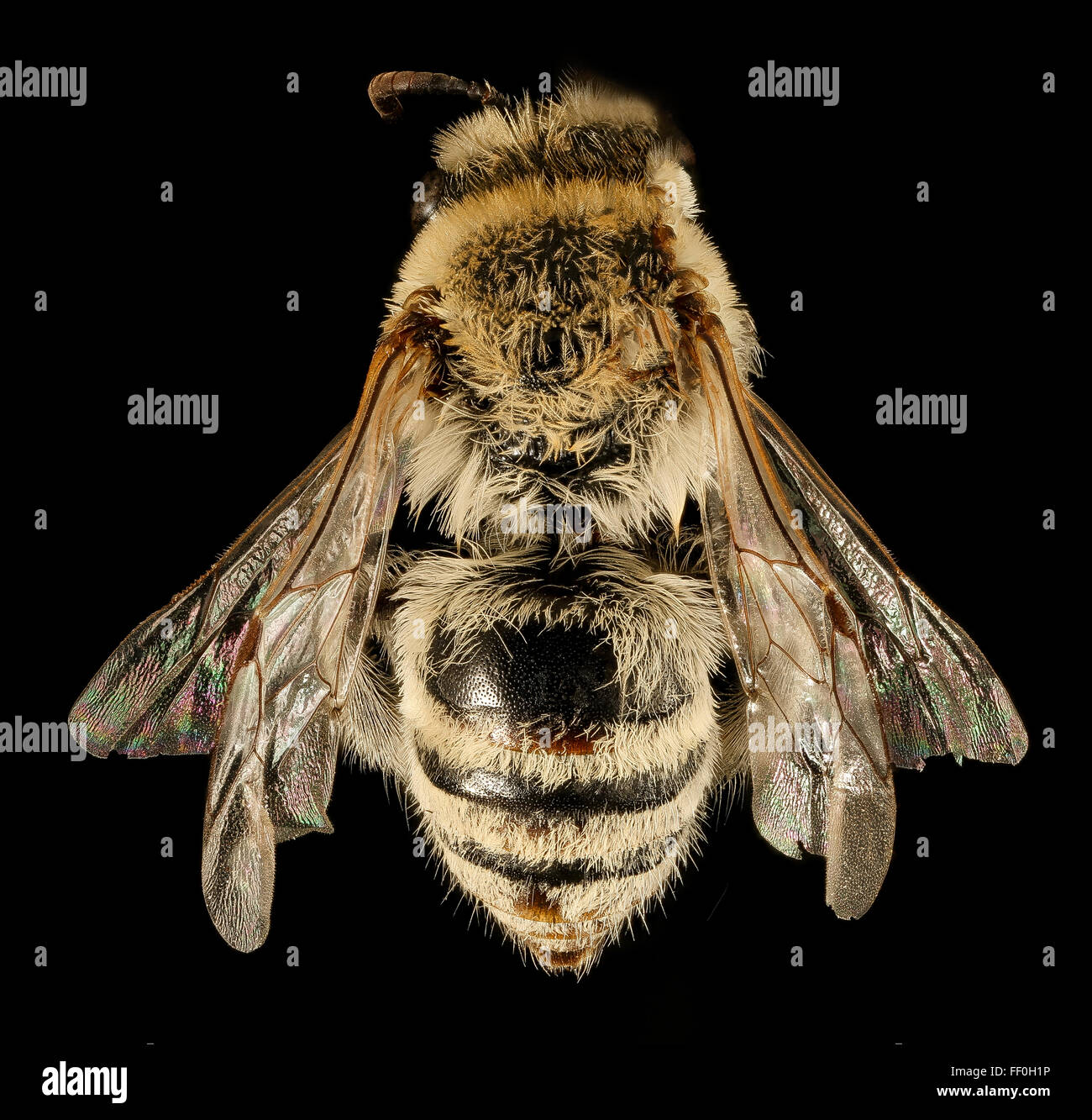 A female Colletes phaceliae, a species of mining bee, captured in ...