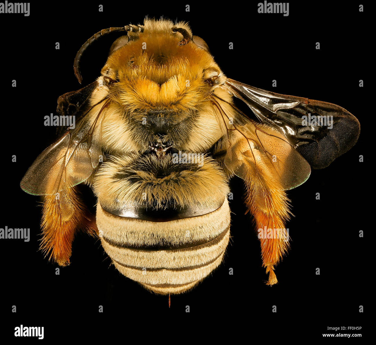 A female Eucera aragalli bee, photographed from the back in Pennington ...
