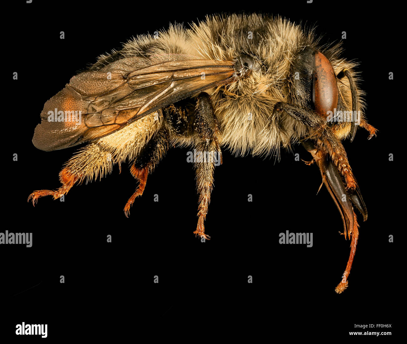 A side view of Melissodes apicata, a native bee species from Maine. The ...