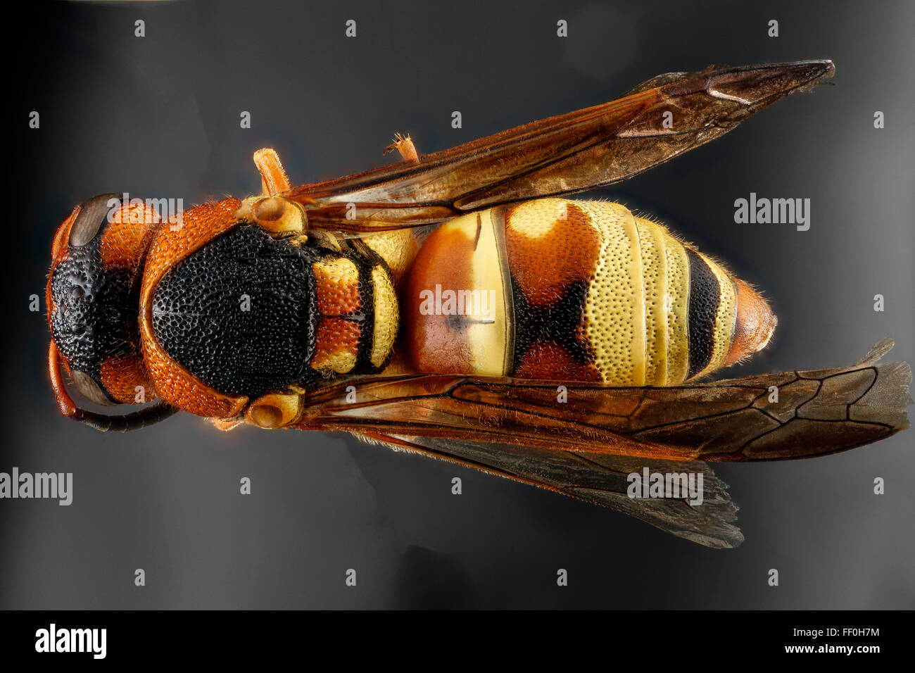 A close-up image of a Vespidae family wasp, captured from the back in ...