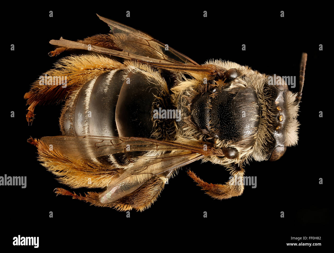 This photograph shows the back view of a female Melissodes subillata ...