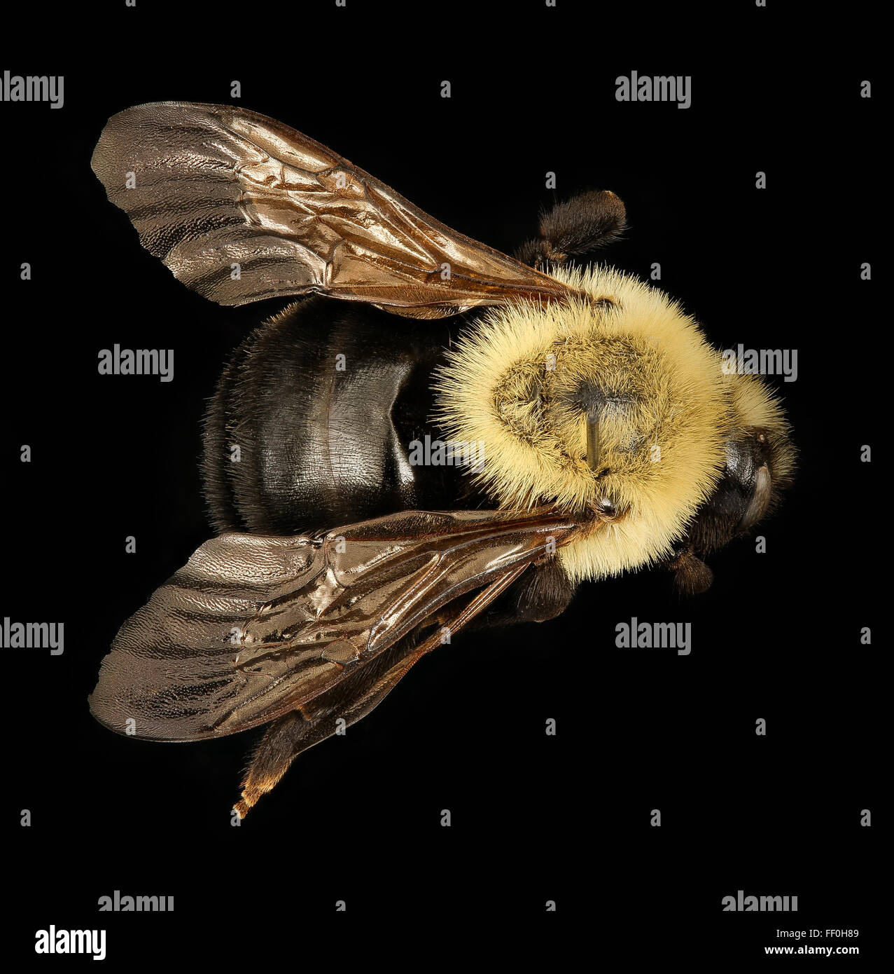 This image shows a female Bombus citrinus, a species of bumblebee, from ...