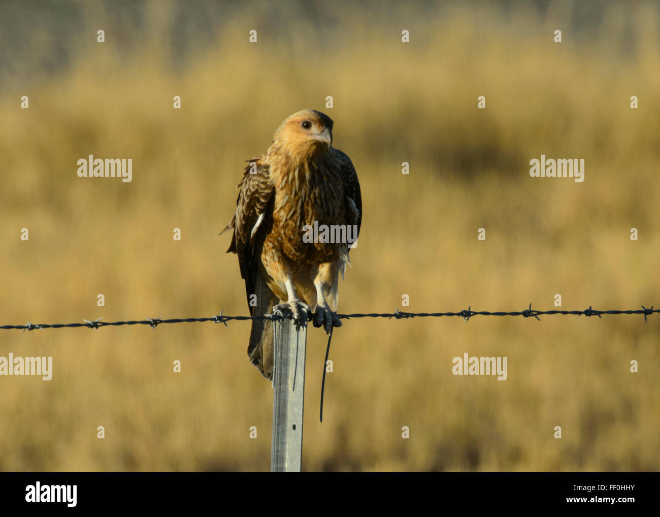 Whistling kite (Haliastur sphenurus), Karumba, Queensland, Australia ...
