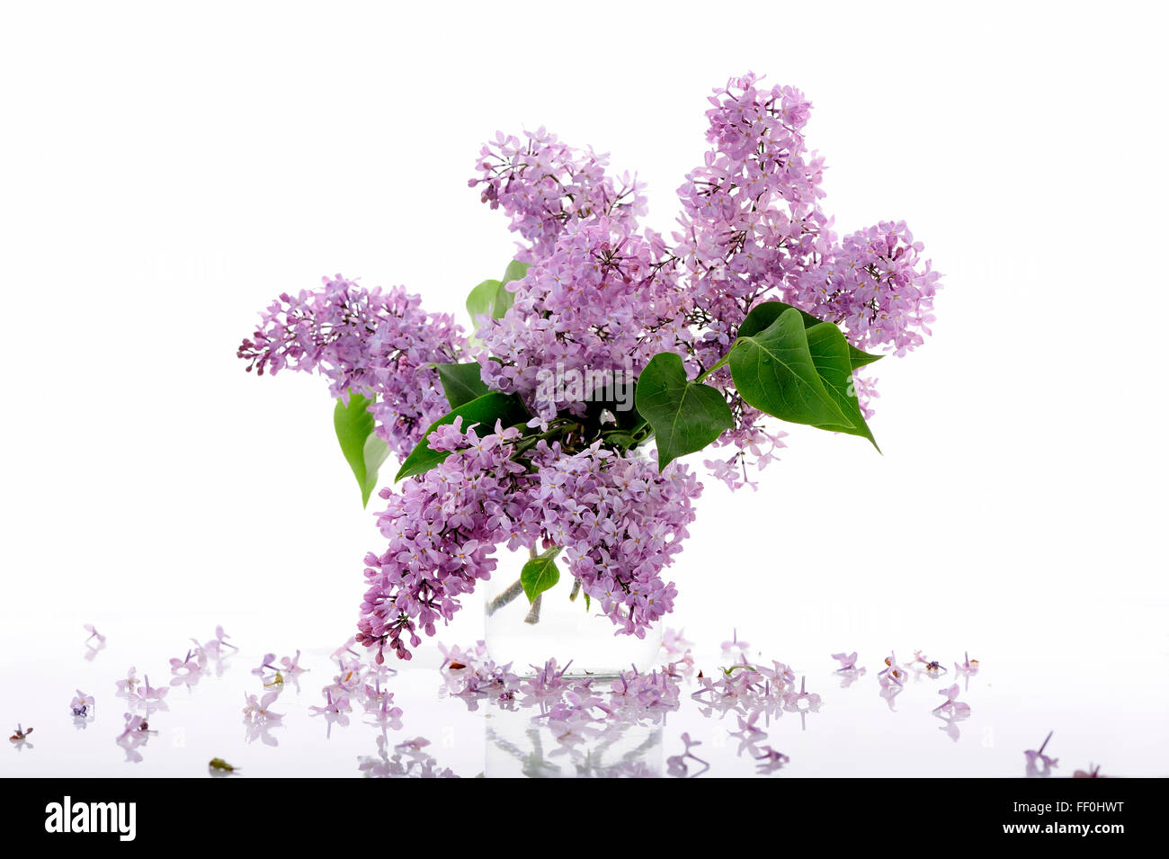 aroma, flower, flu, foliage, food, fresh, fruit, healthy, herb, herbal ...