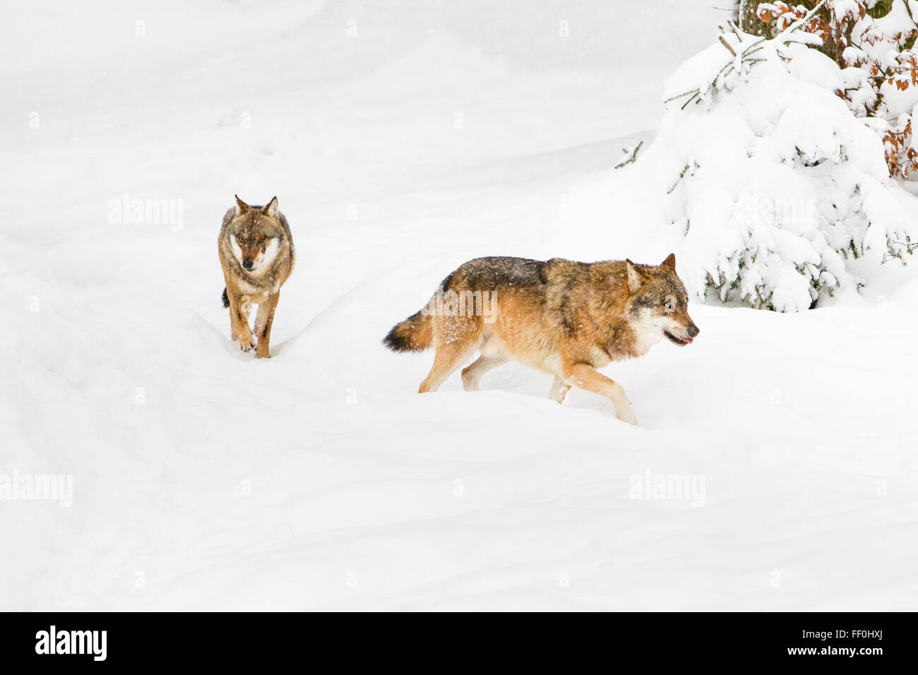 Two European grey wolves (Canis lupus lupus) walking through a Snowy bavarian Forest, in Germany ...