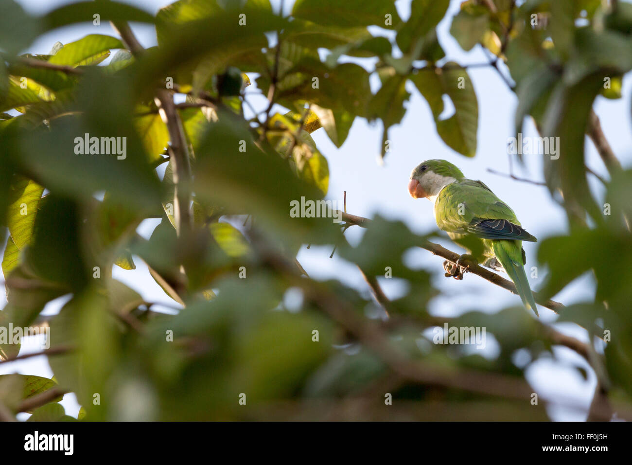 News animals parrot hi-res stock photography and images - Alamy