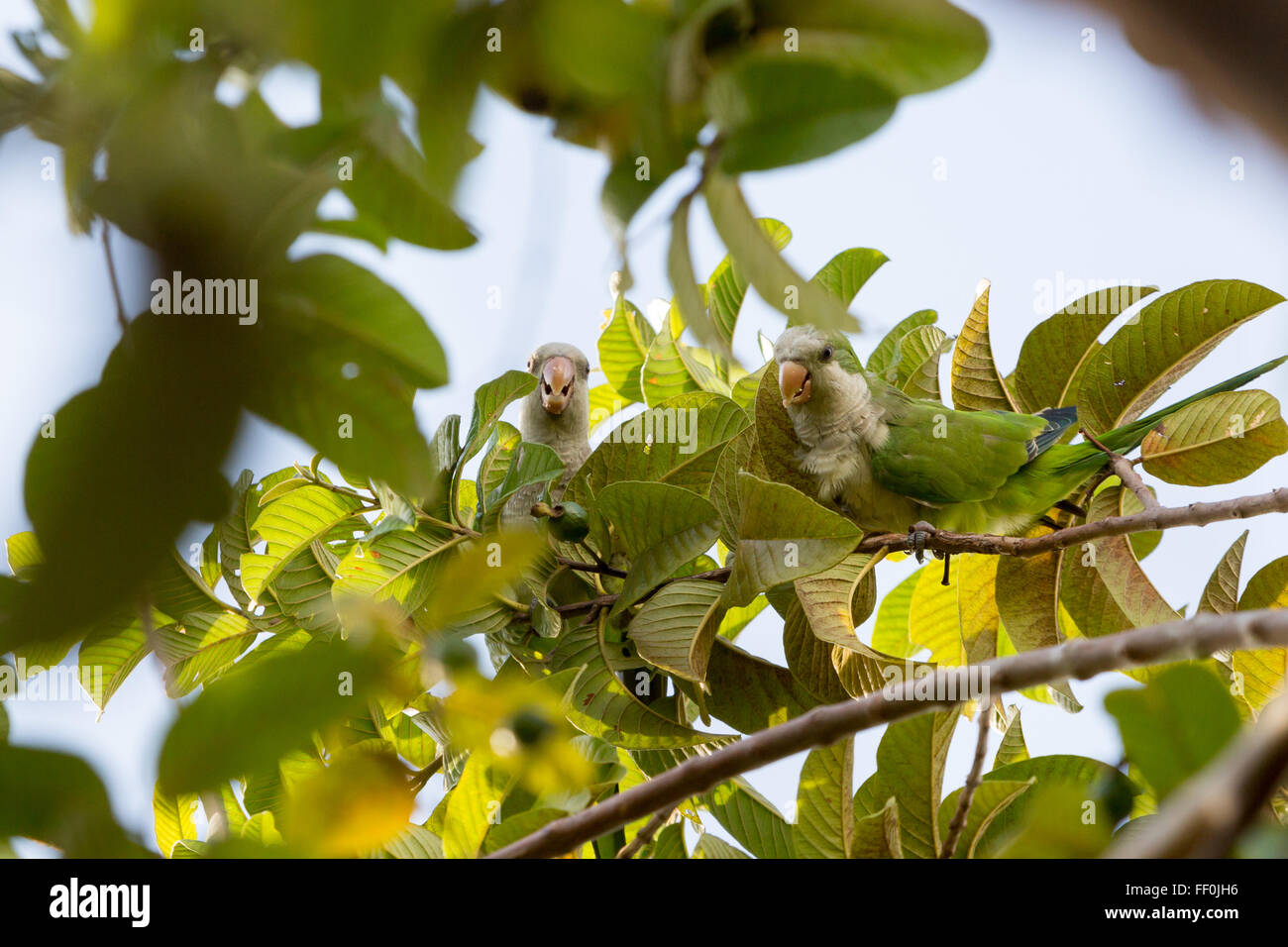 Parrot Eating Guava High Resolution Stock Photography and Images - Alamy