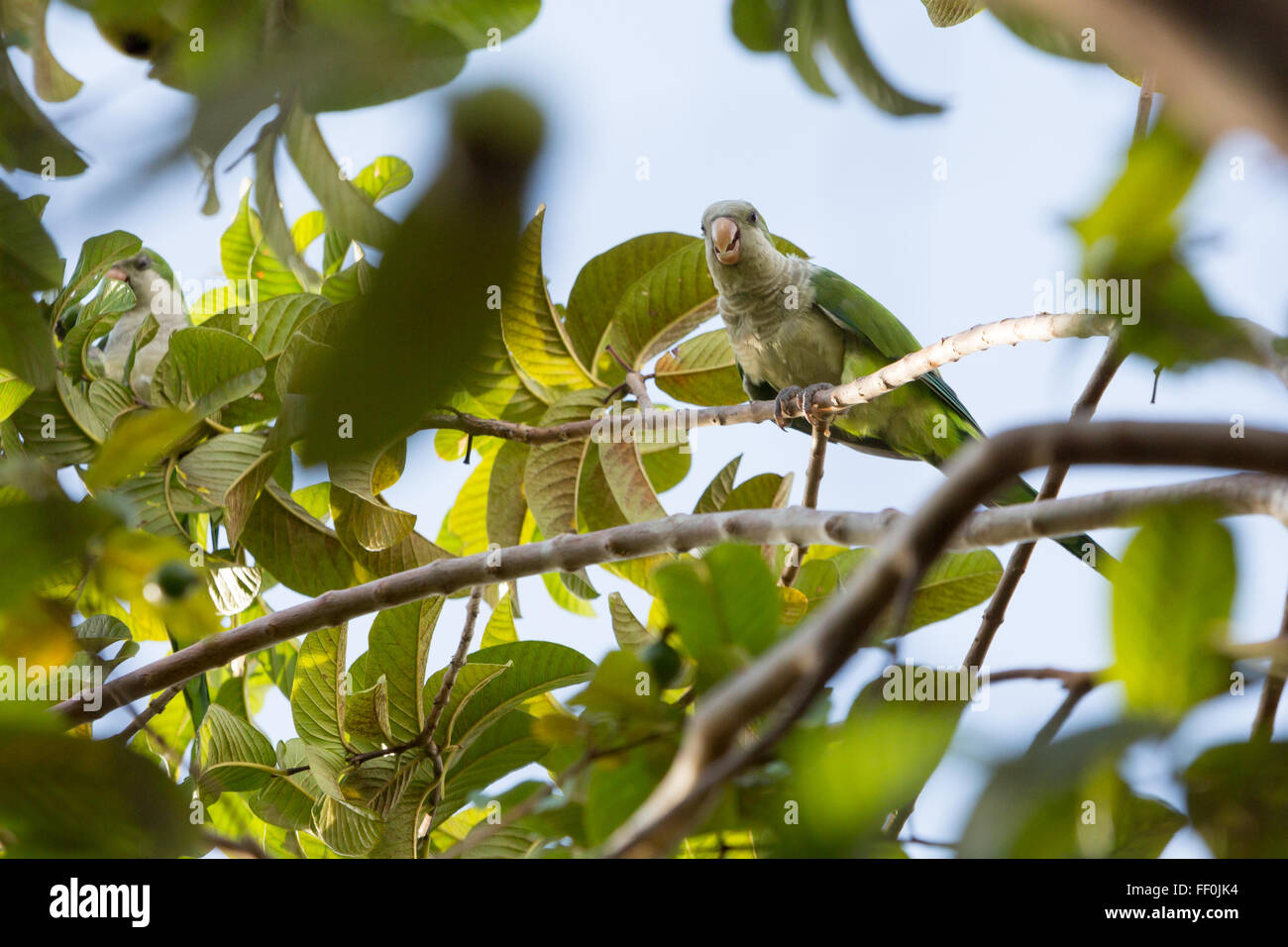 Asuncion, Paraguay. 9th February, 2016. Monk parakeet (Myiopsitta ...