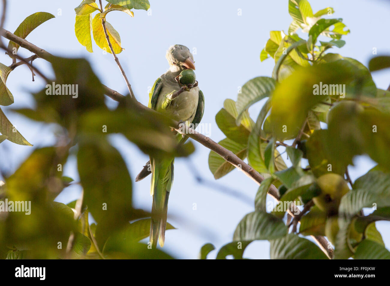 Quaker Parrot High Resolution Stock Photography and Images - Alamy