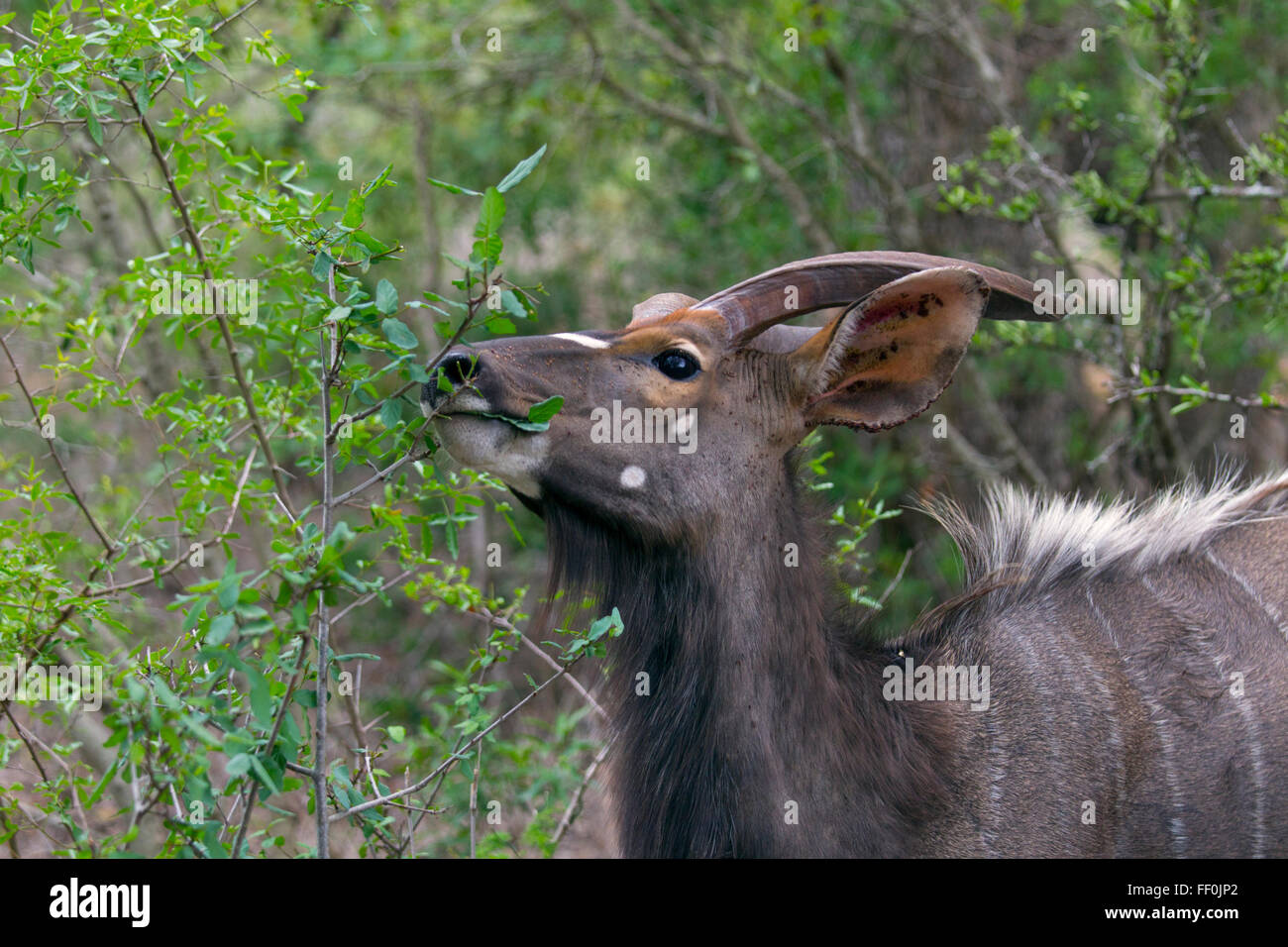 Nyala eating hi-res stock photography and images - Alamy