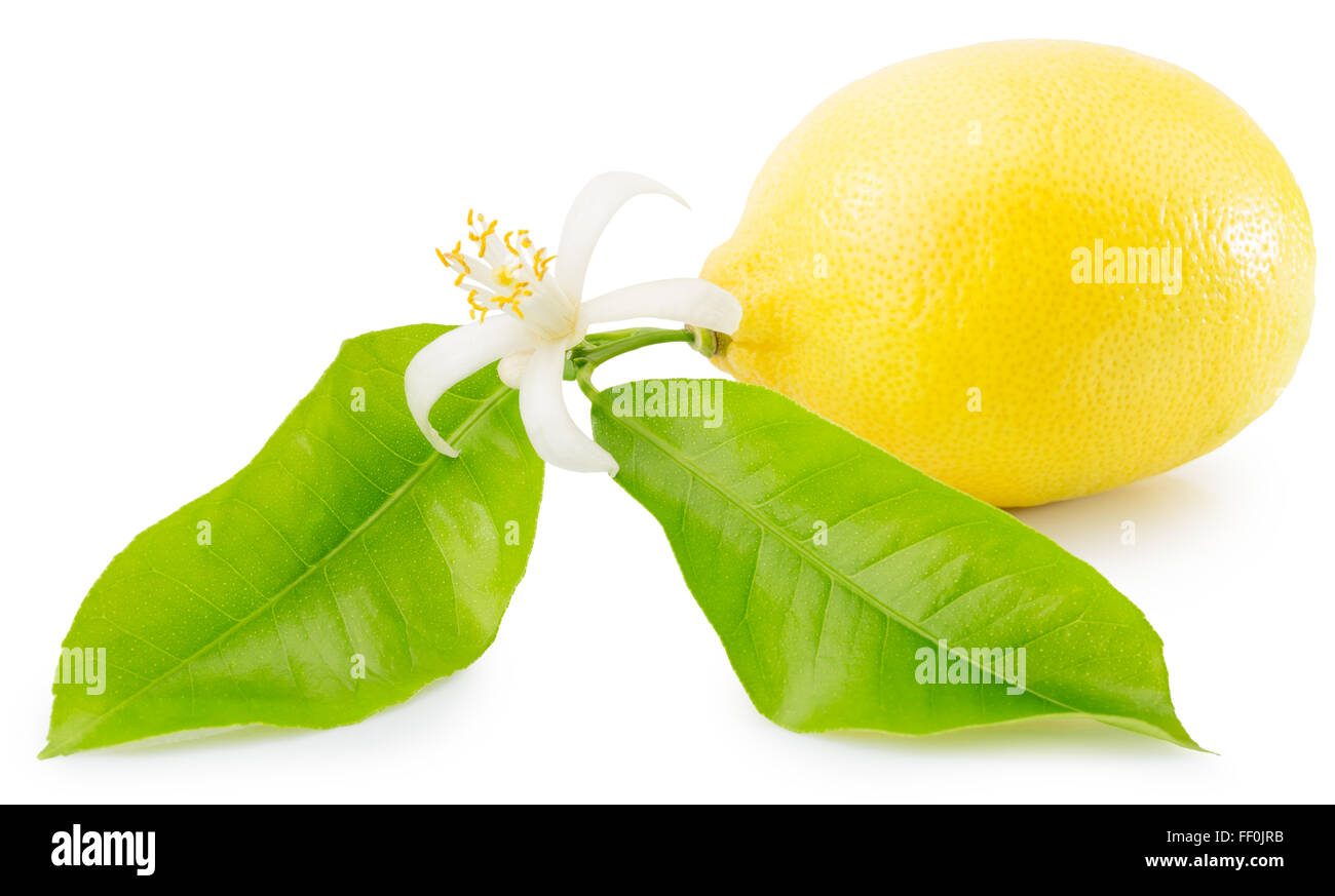 lemon with lemon flower isolated on the white background Stock Photo ...