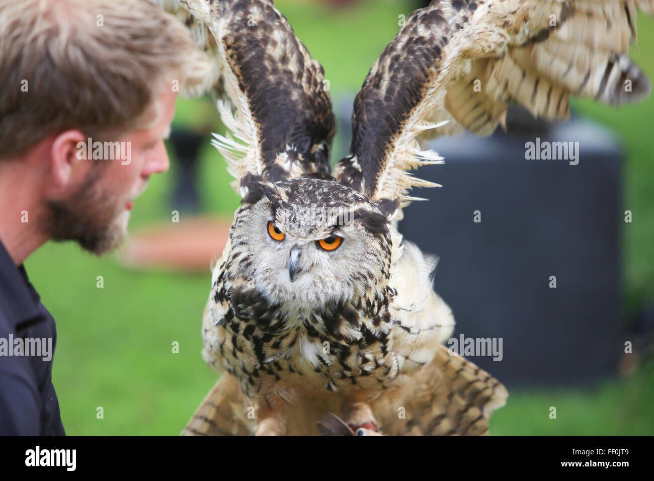 True owl hi-res stock photography and images - Alamy