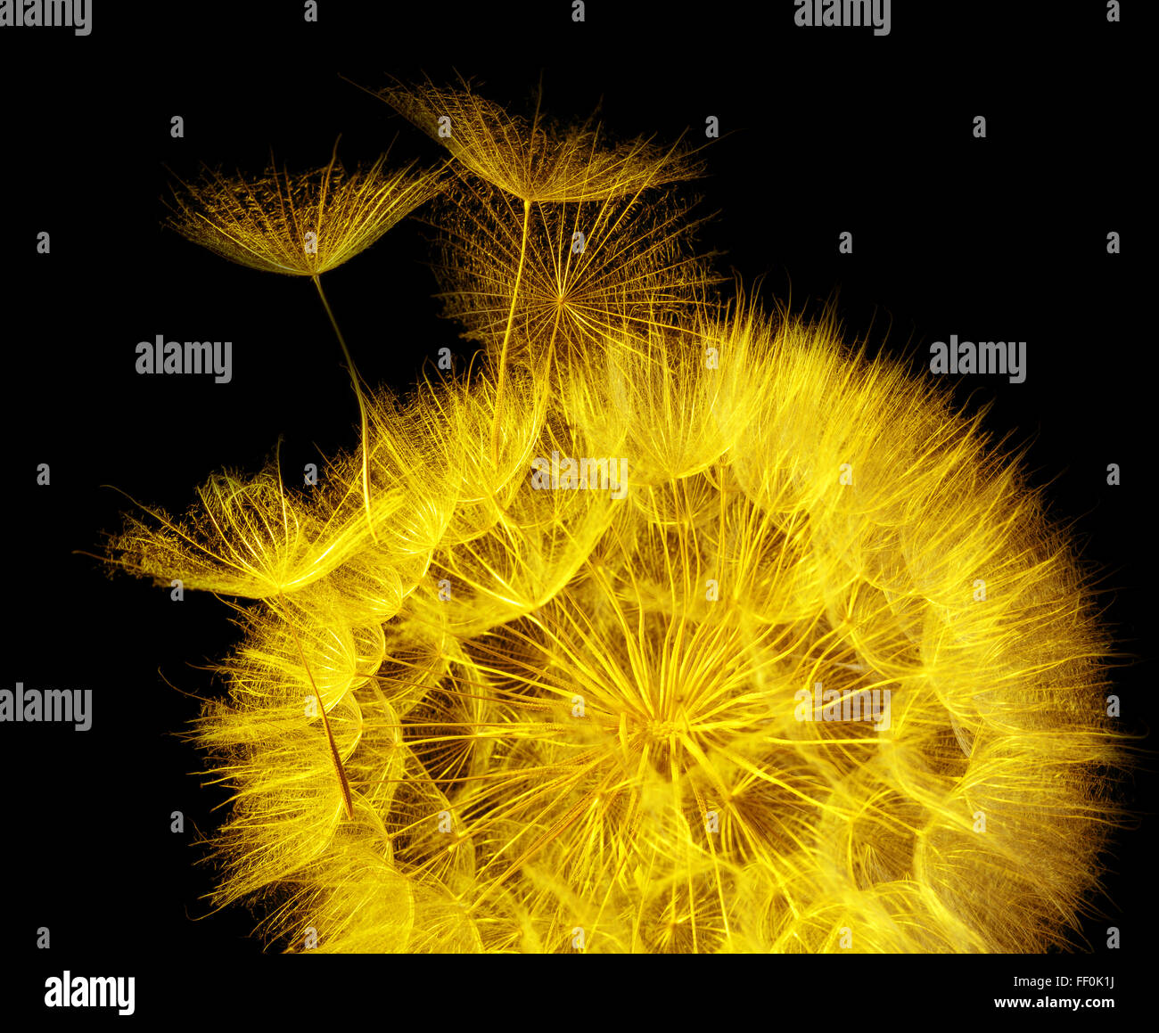 golden dandelion on a black background Stock Photo - Alamy