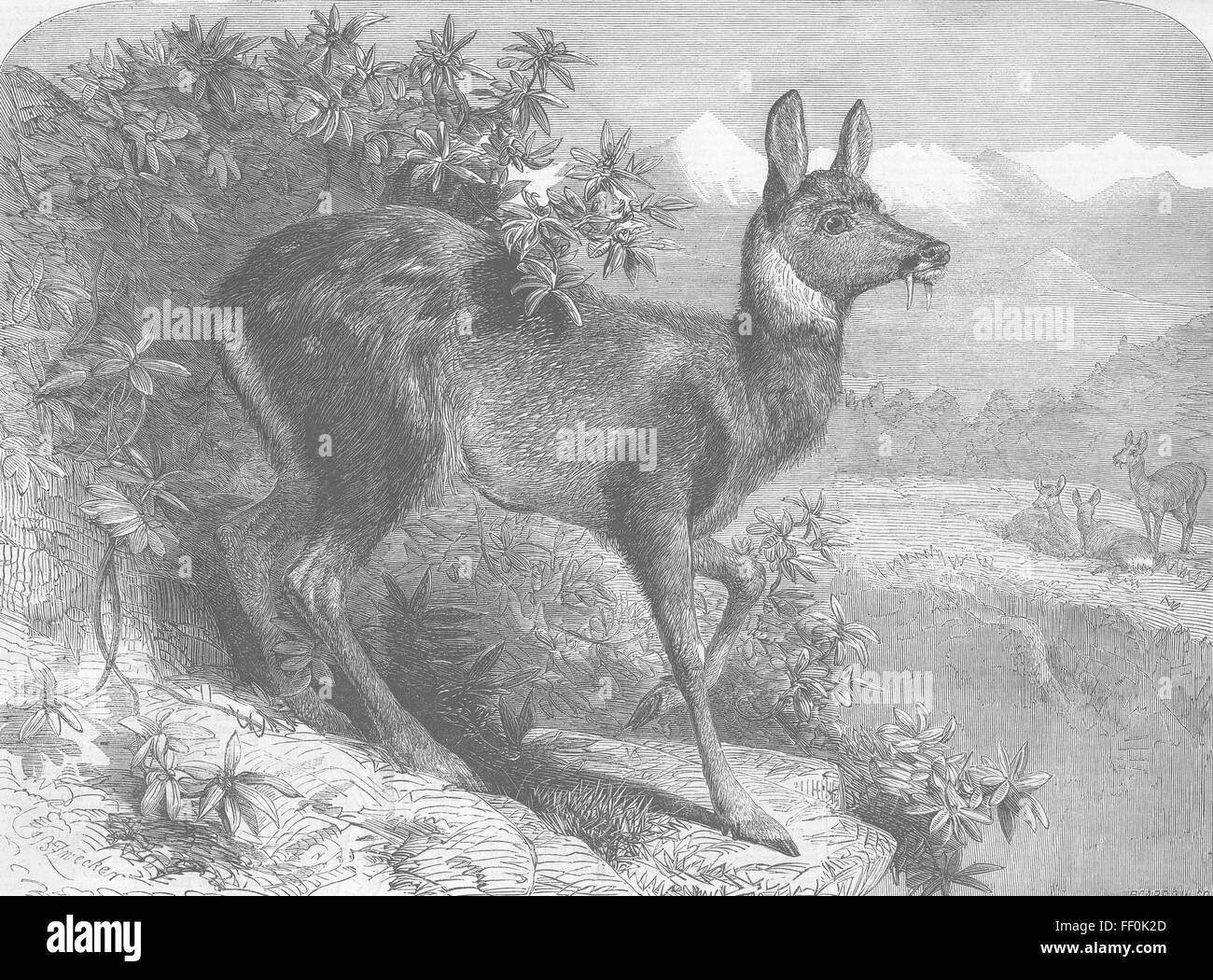 Deer musk hi-res stock photography and images - Alamy