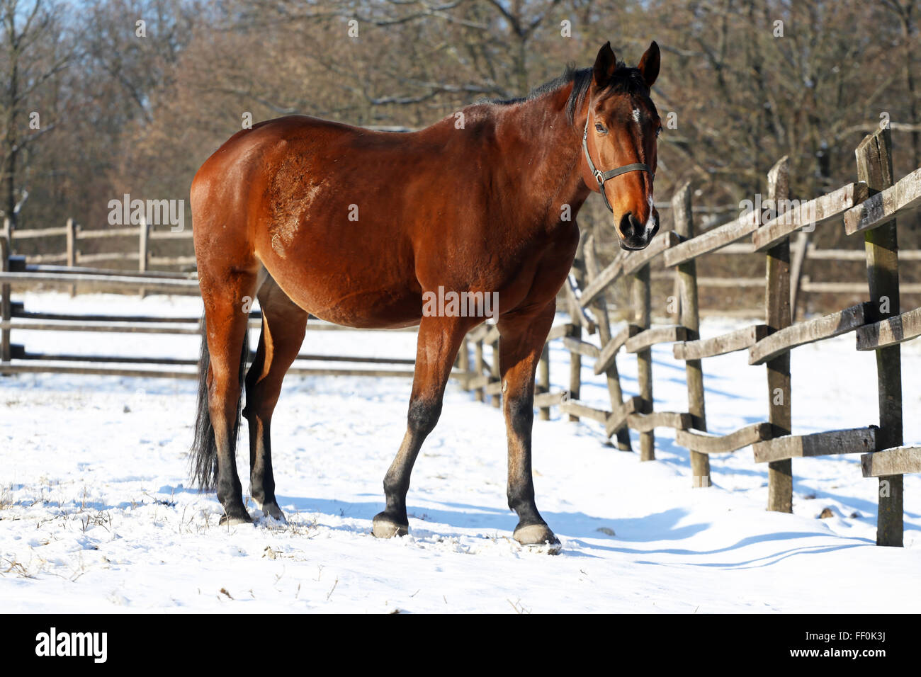 Shot of a thoroughbred horse in winter corral on a sunny day rural ...