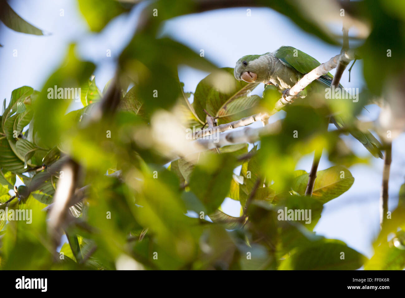 Parrot Eating Guava High Resolution Stock Photography and Images - Alamy