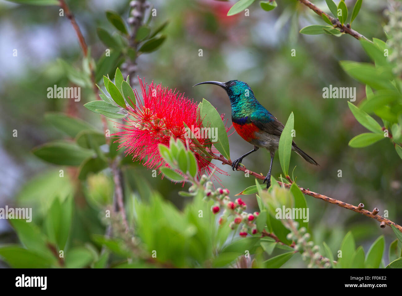 Southern double-collared sunbird or lesser double-collared sunbird ...