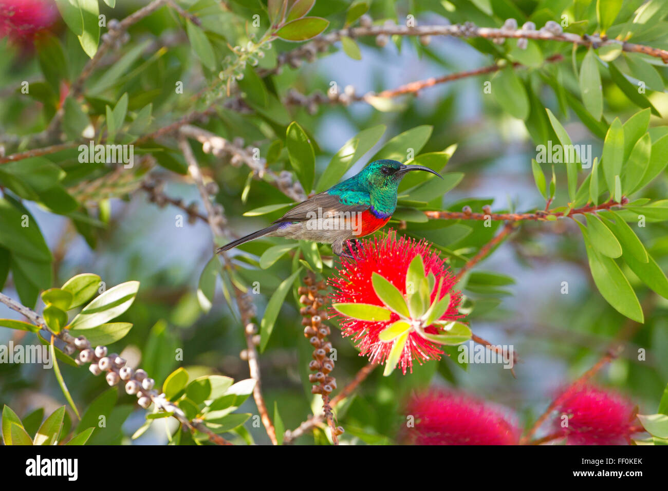 Southern double-collared sunbird or lesser double-collared sunbird ...