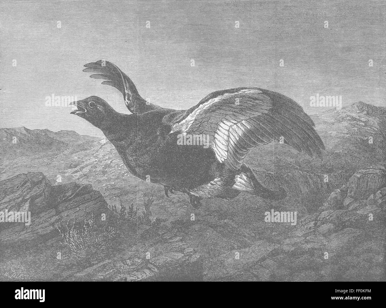 Startled birds Black and White Stock Photos & Images - Alamy