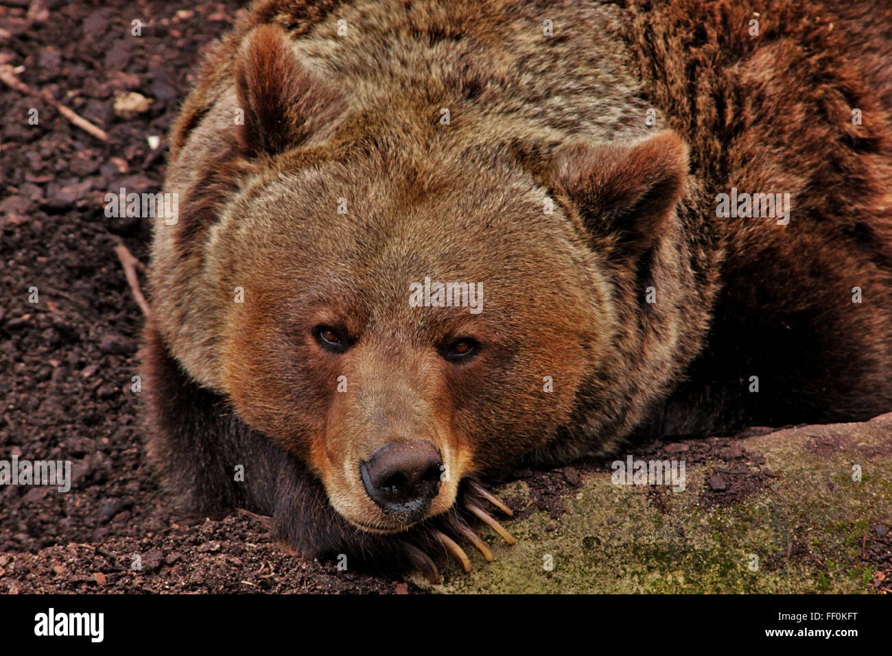 European brown bear resting Stock Photo - Alamy