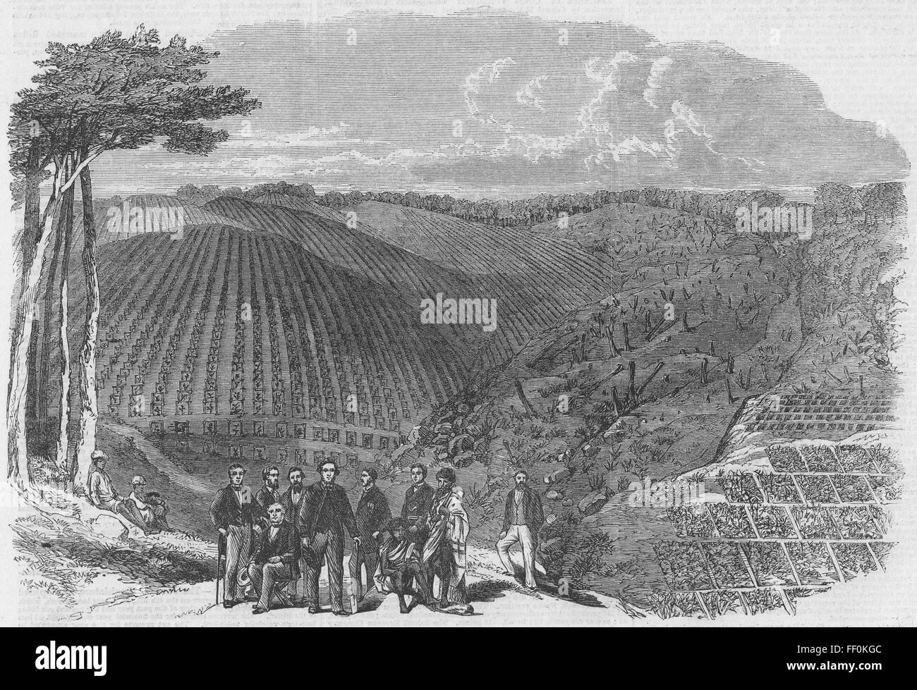 INDIA Plantations in the Nilgiri Hills 1862. Illustrated London News ...