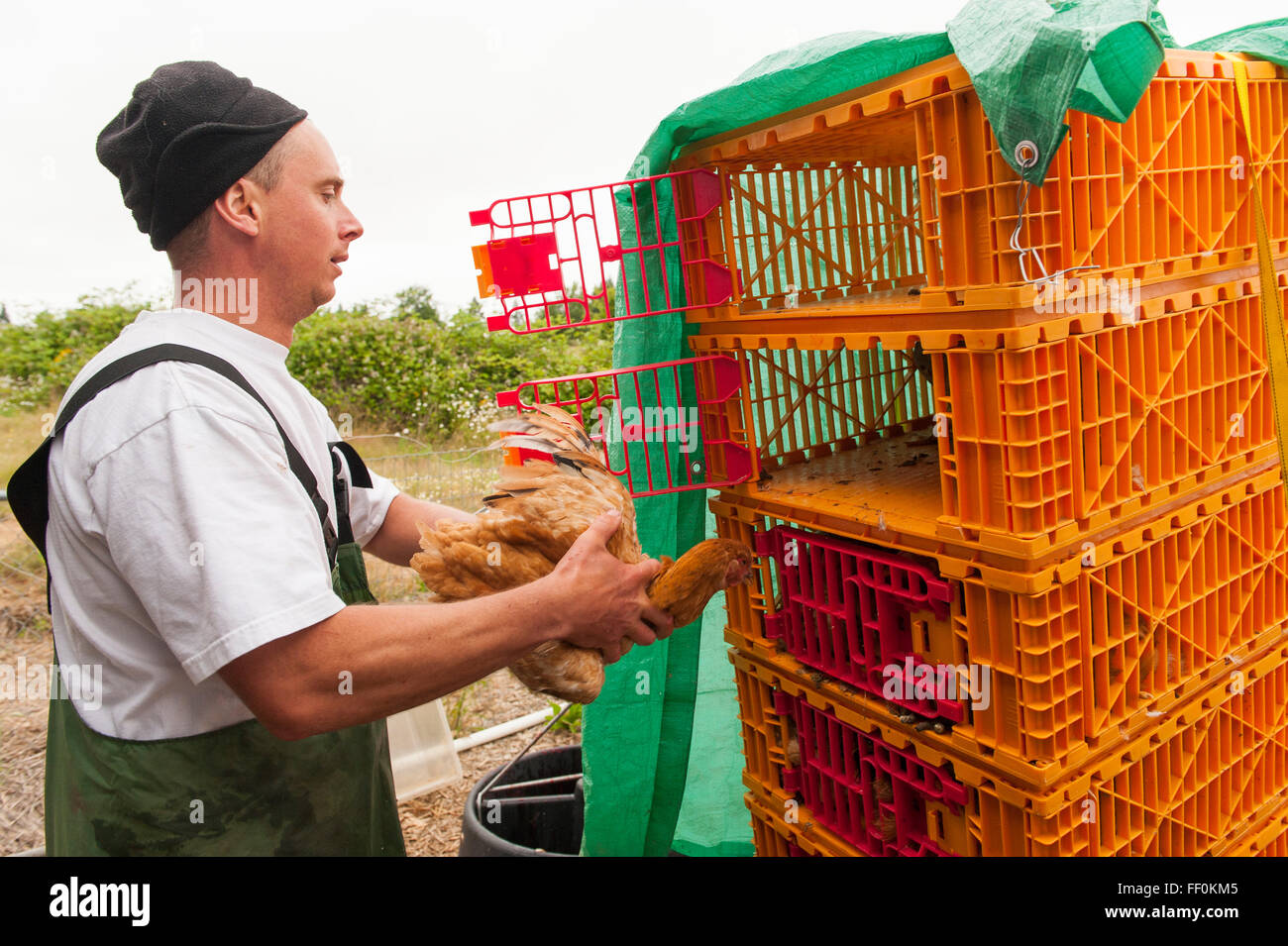 Matt Schwab chooses heritage chickens for harvest. Small family farmers ...