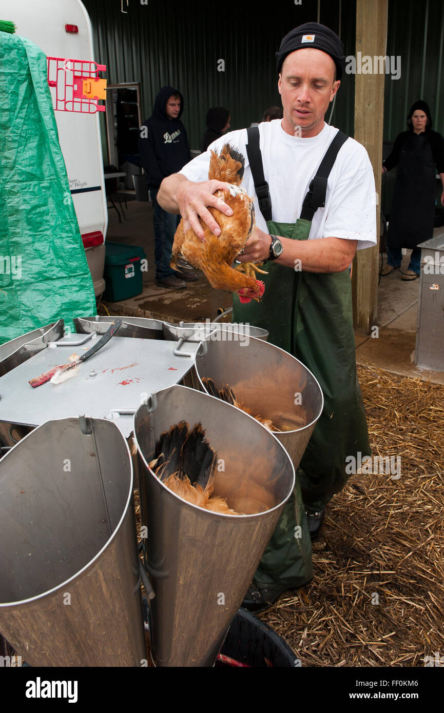 Matt Schwab places chickens into a steel cone that holds the birds and ...