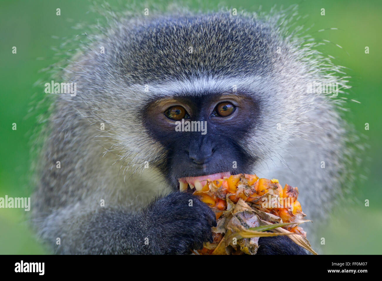 Vervet monkey Chlorocebus pygerythrus eating pineapple Stock Photo - Alamy