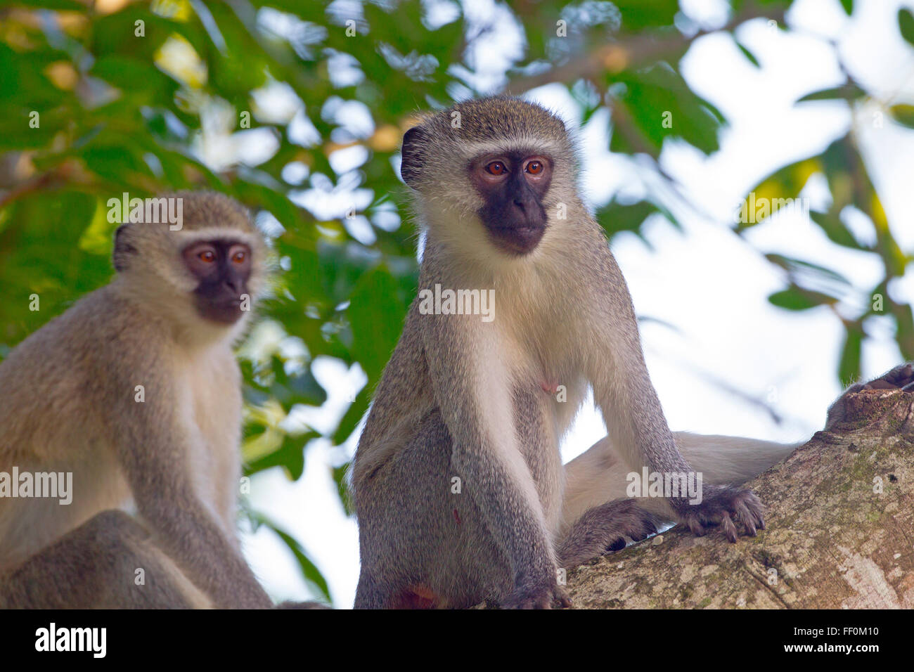 Vervet monkey Chlorocebus pygerythrus watching from tree in garden ...