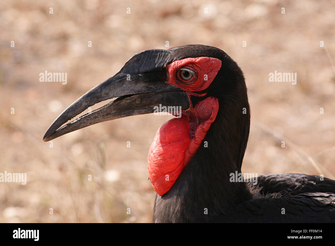 Southern Ground Hornbill Stock Photo - Alamy