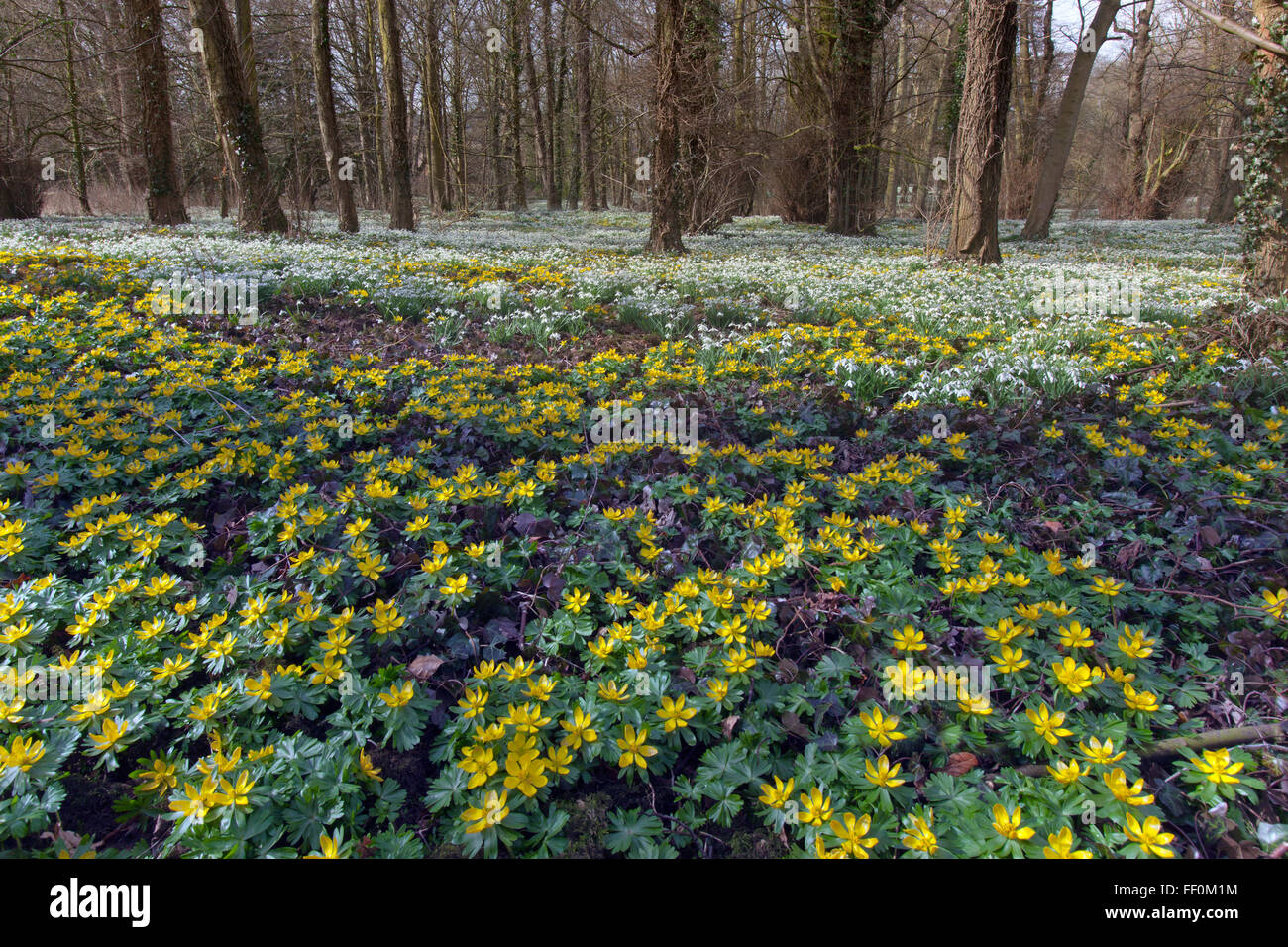 Snowdrops Galanthus nivalis and Winter Aconites Eranthis hyemalis in ...