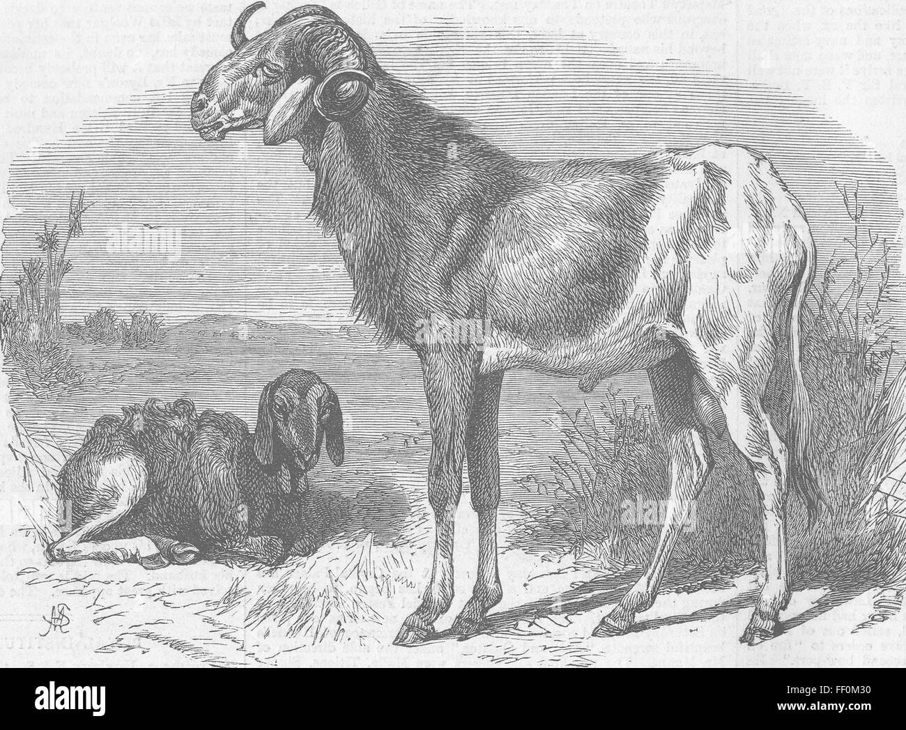 Long eared sheep hi-res stock photography and images - Alamy