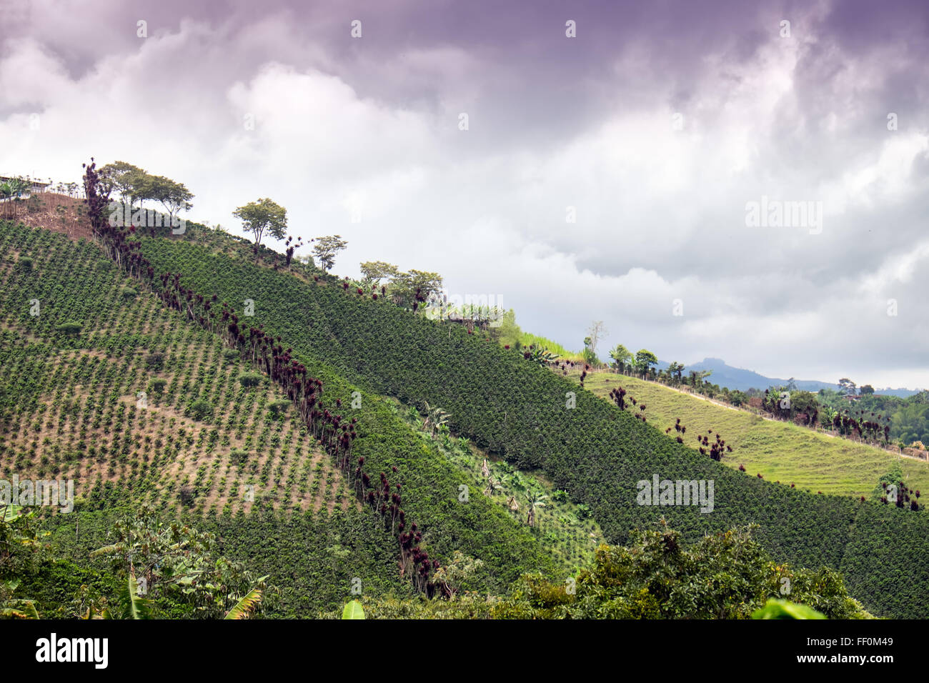 Coffee Plants on a Hill Stock Photo - Alamy