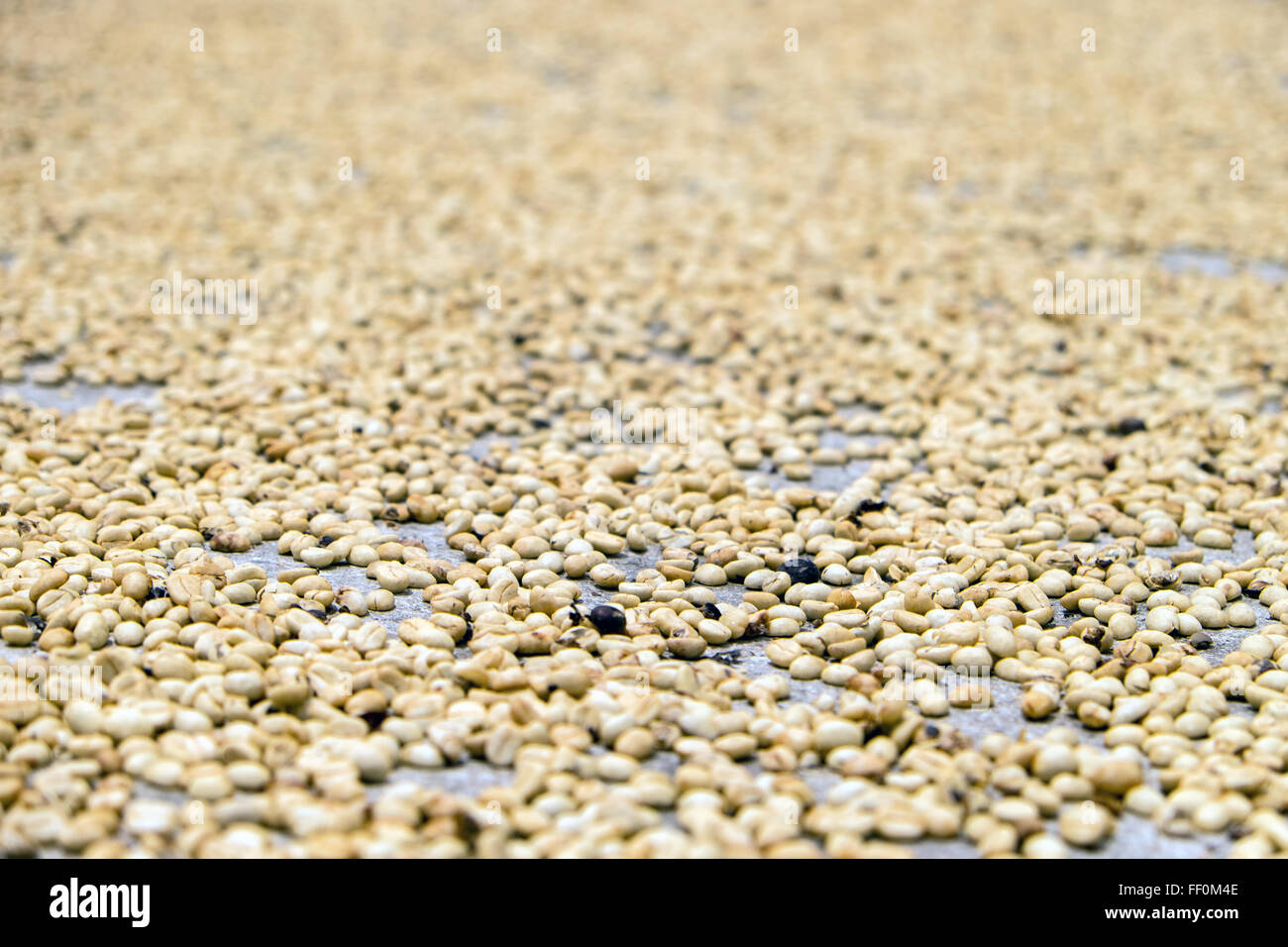 Coffee bean is the seed of the coffee plant hi-res stock photography ...