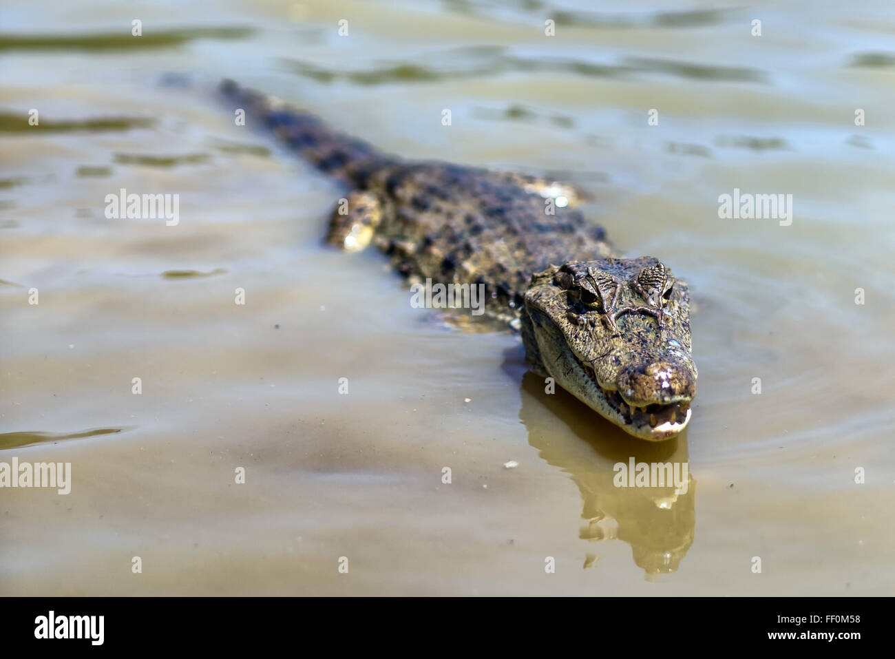 Crocodile eye water hi-res stock photography and images - Alamy