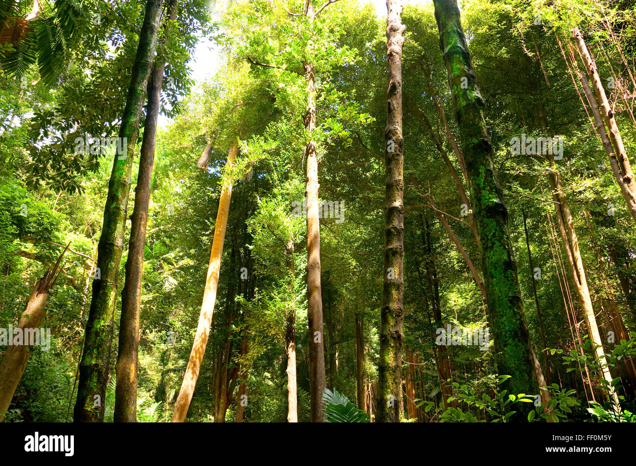 Welchman Hall Gully, a tropical rainforest in Barbados Stock Photo - Alamy