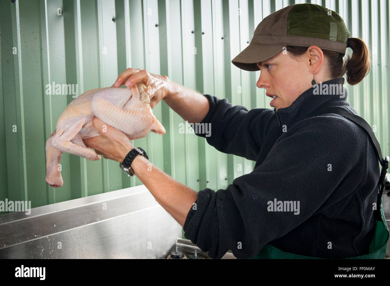 Small family organic farm in Washington State harvesting chickens Stock ...