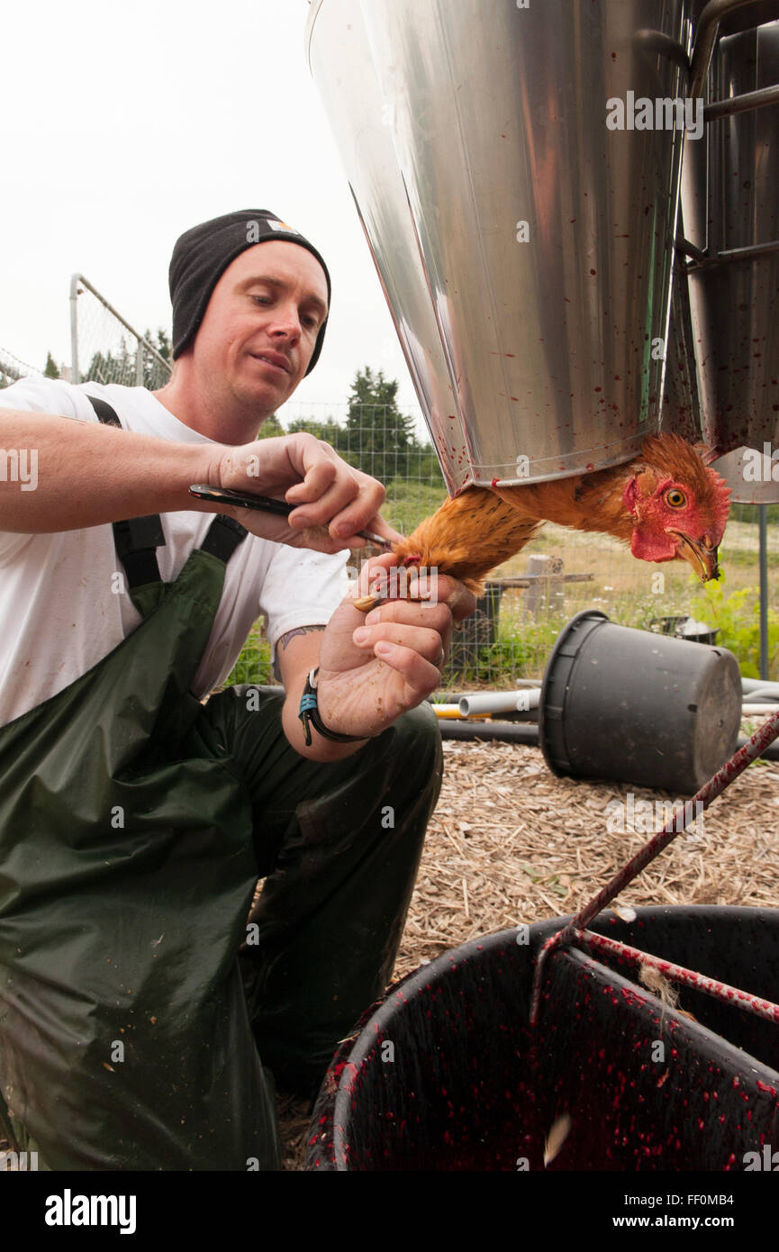 Matt Schwab places chickens into a steel cone that holds the birds and ...