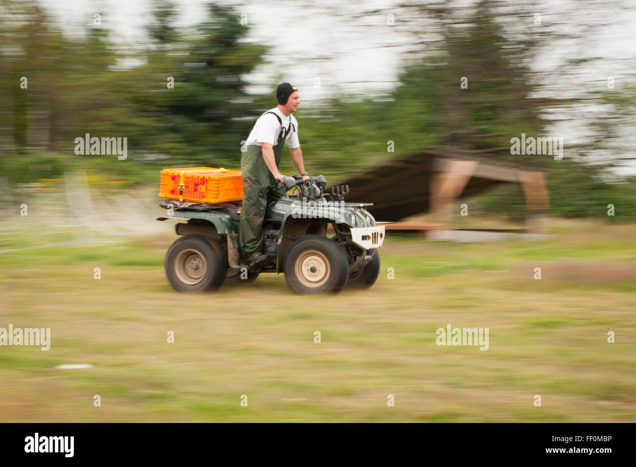 Matt Schwab chooses heritage chickens for harvest. Small family farmers ...