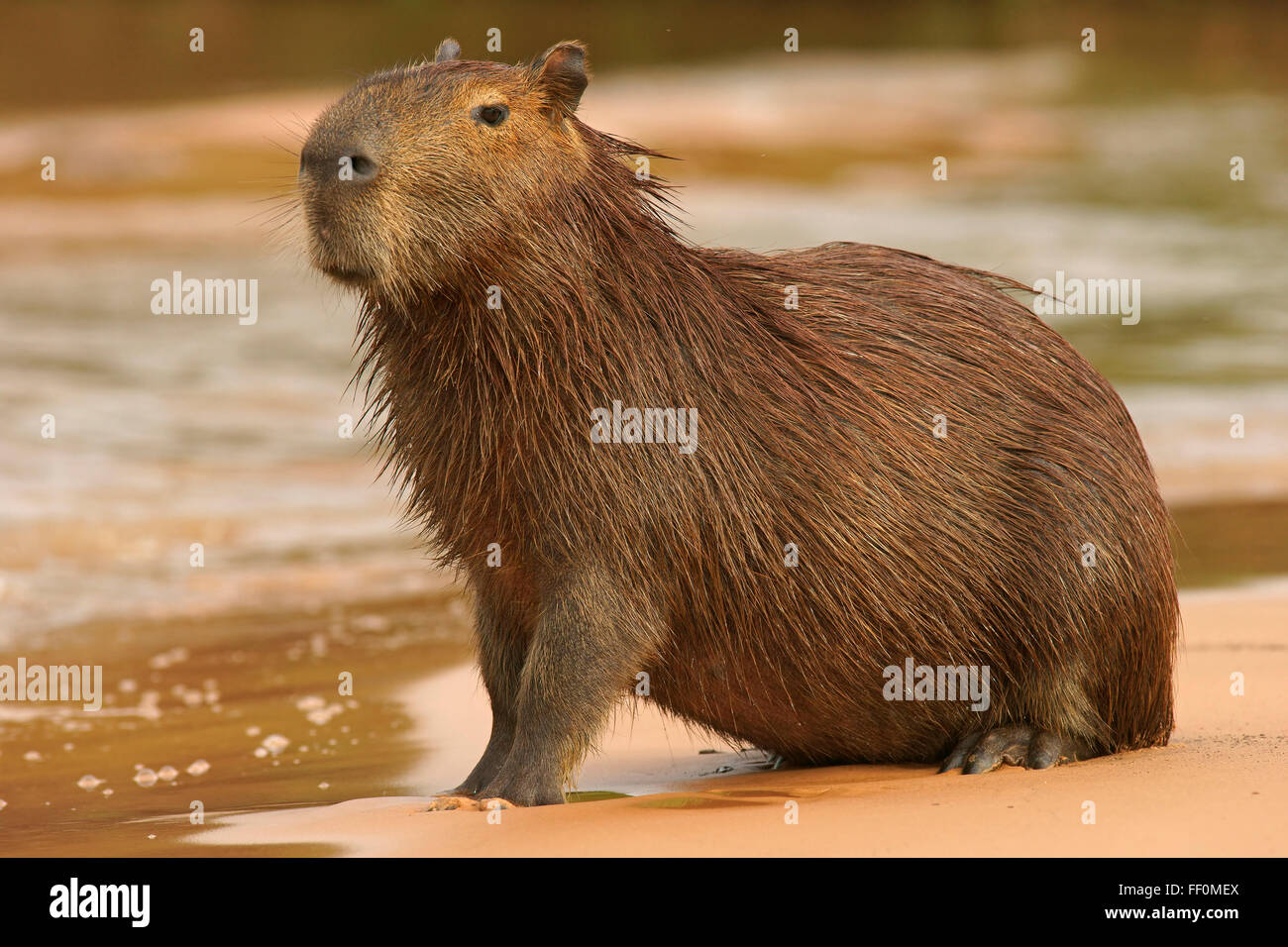 Capybara hi-res stock photography and images - Alamy