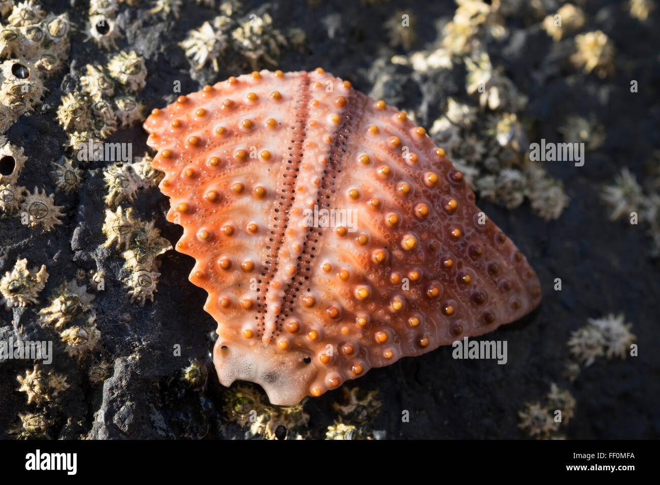 Piece of sea urchin shell (Echinoidea) on rock with barnacles ...