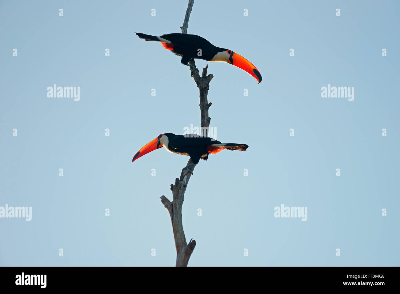 Common toucans or toco toucans (Ramphastos toko) sitting on dead branch ...
