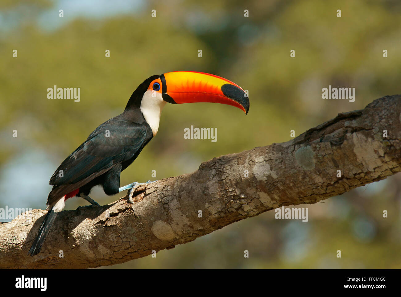 Common toucan or toco toucan (Ramphastos toko) sitting on branch ...