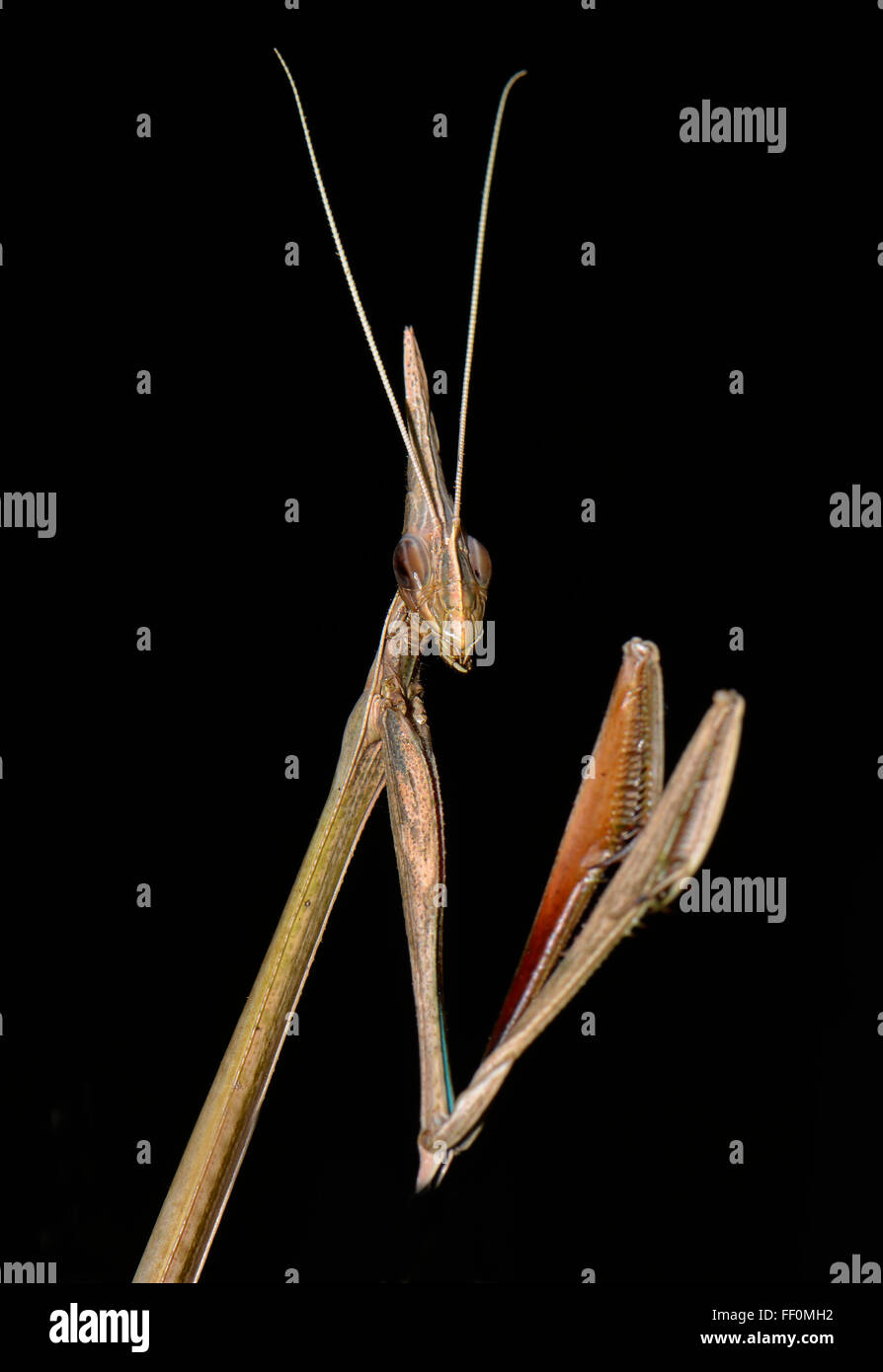 Mantis (Idolomorpha madagascariensis), Isalo National Park, Madagascar ...