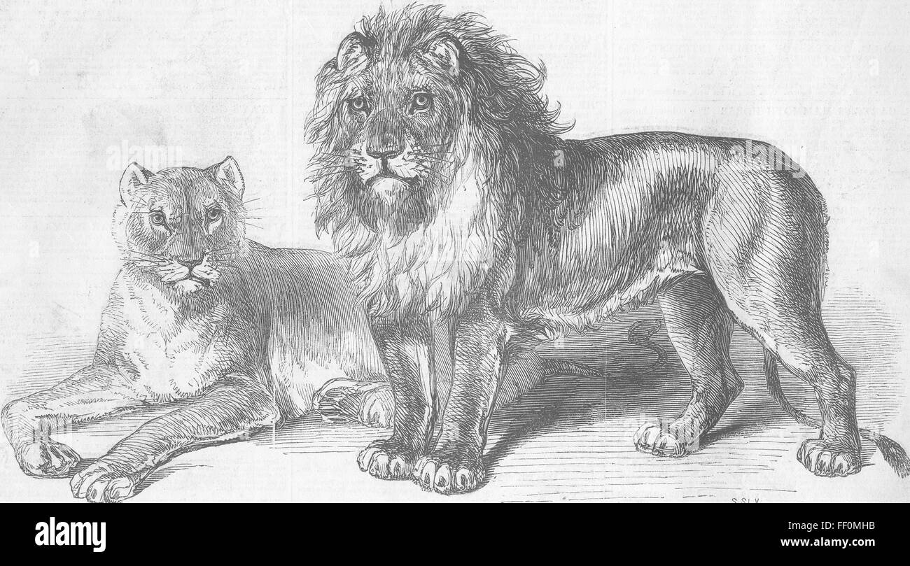 Cape lion hi-res stock photography and images - Alamy