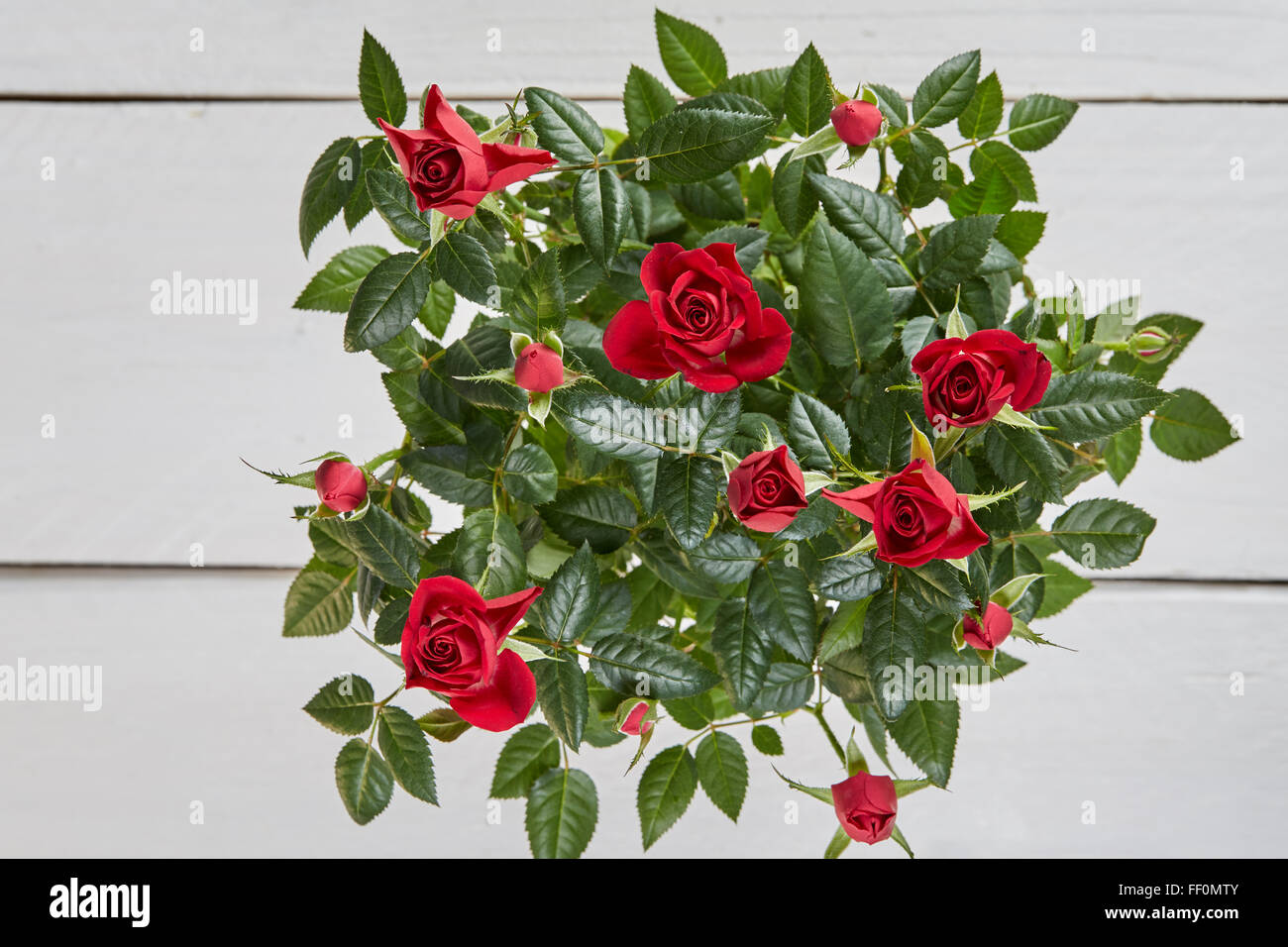 Tob view of red roses on a white wooden table Stock Photo - Alamy